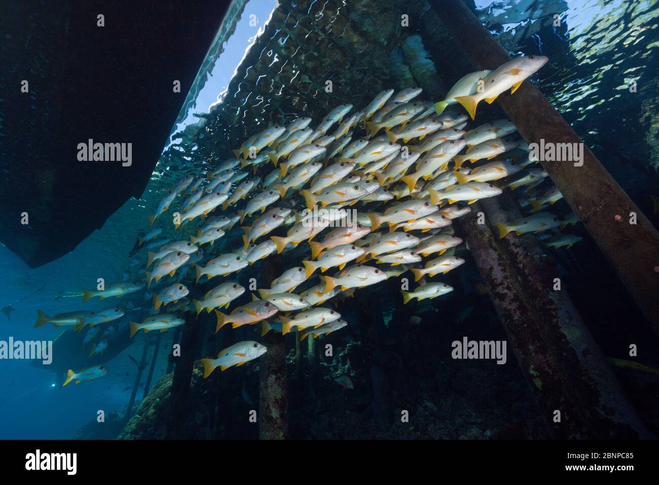 Shoal of One-spot Snapper below Jetty, Lutjanus monostigma, Fakarava ...