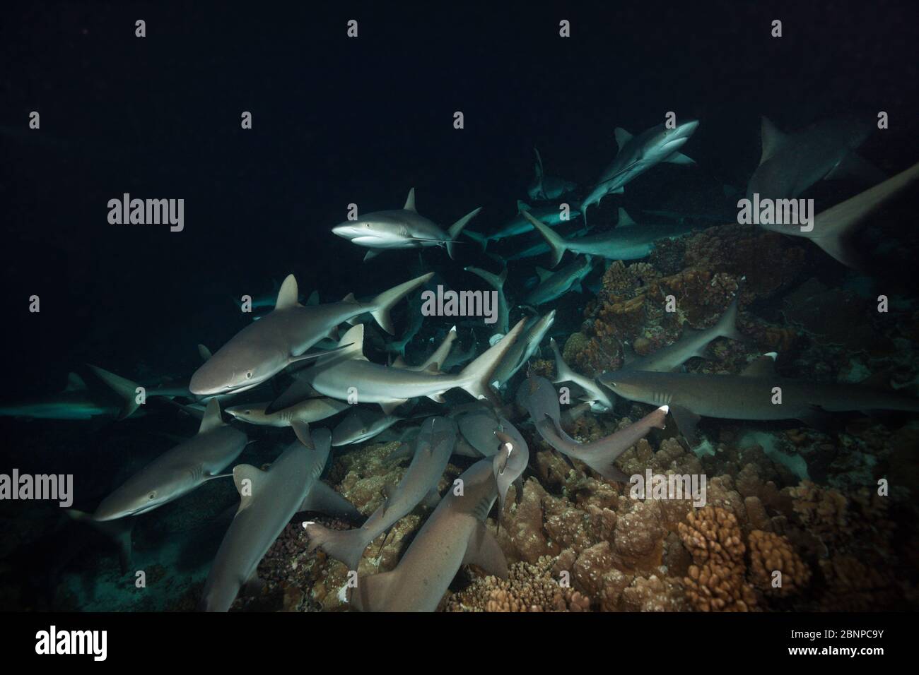 Grey Reef Shark hunting at Night, Carcharhinus amblyrhynchos, Fakarava ...
