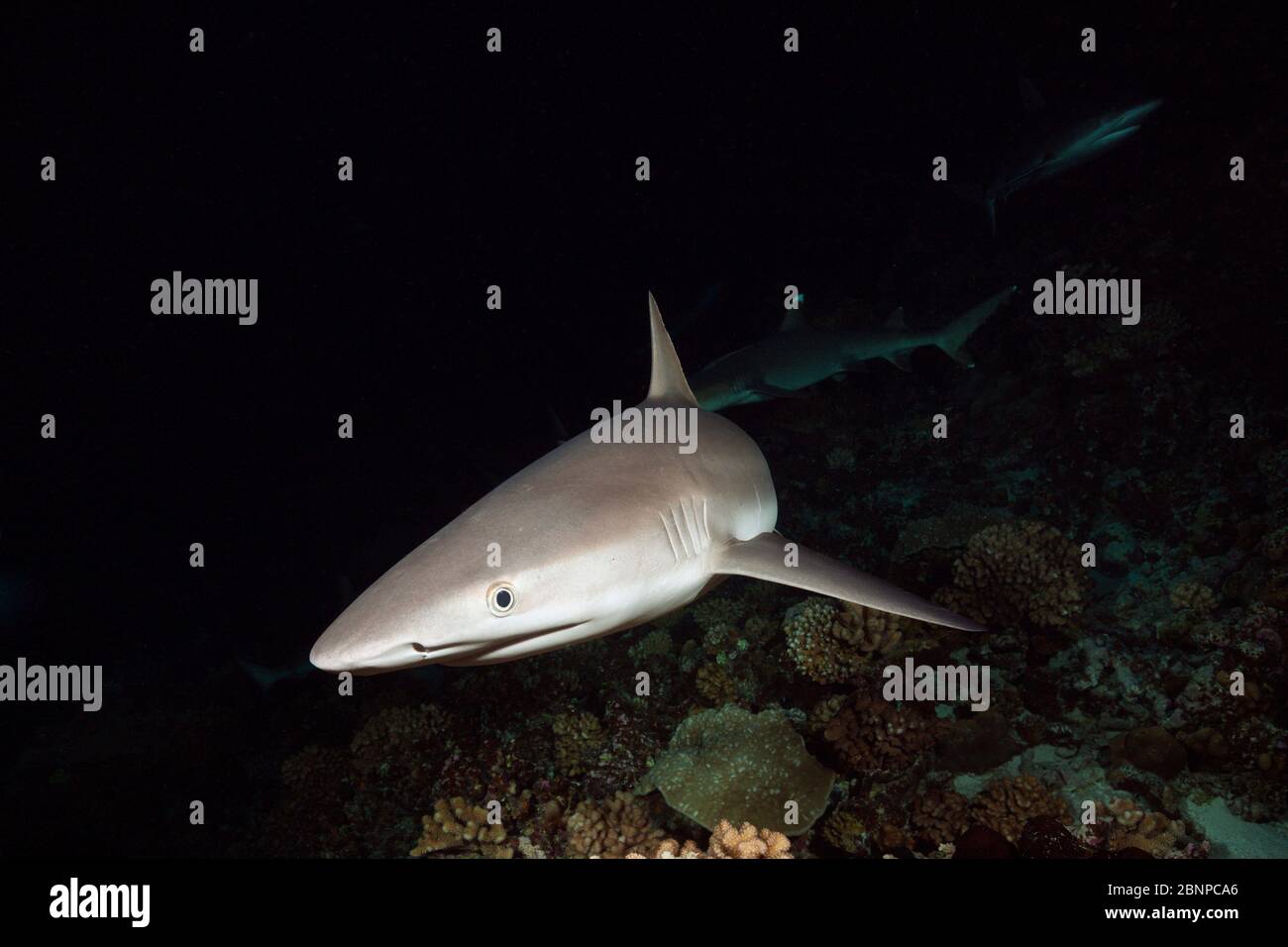 Grey Reef Shark hunting at Night, Carcharhinus amblyrhynchos, Fakarava ...