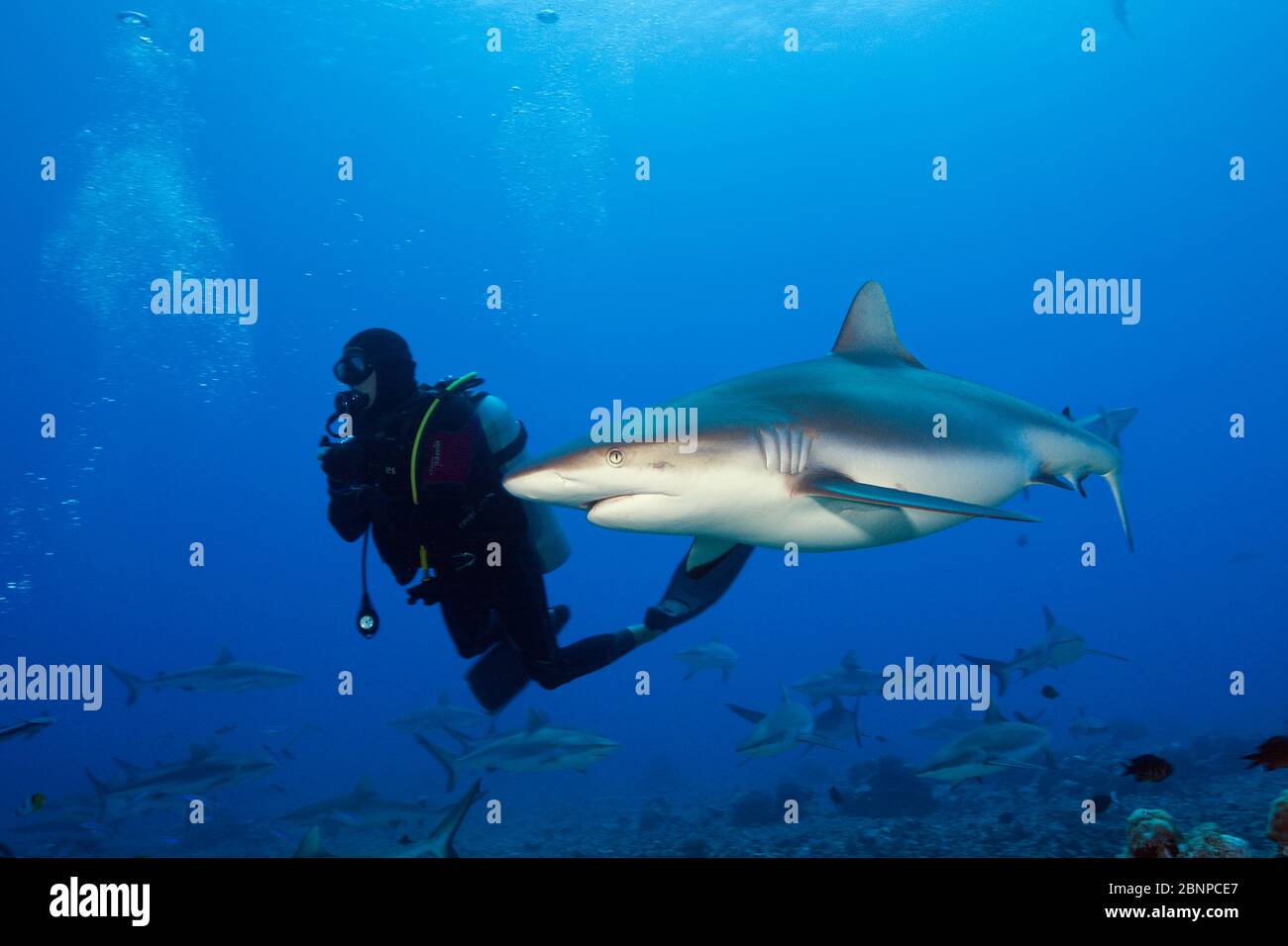 Grey Reef Shark, Carcharhinus amblyrhynchos, Moorea, French Polynesia ...
