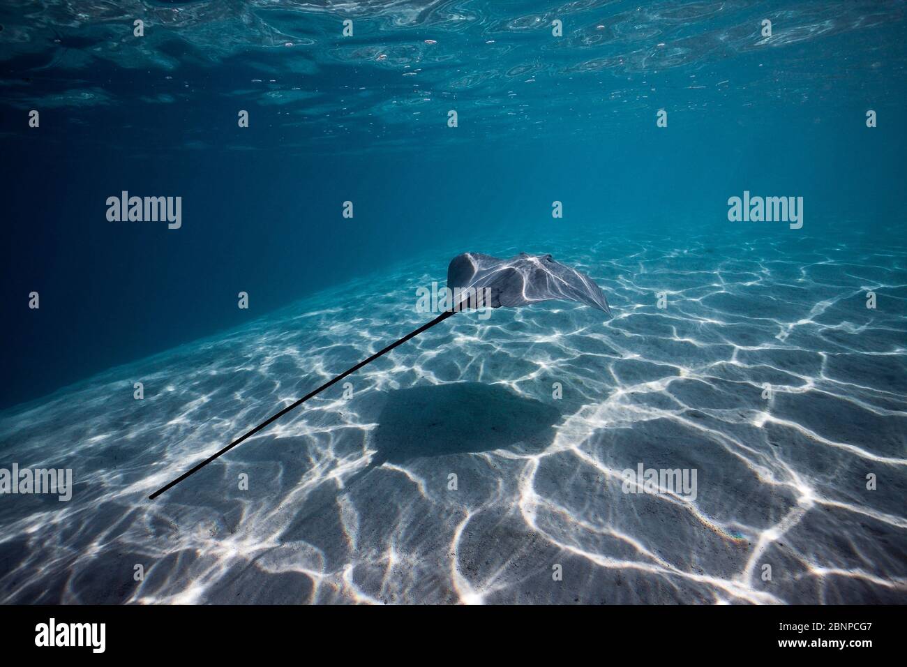 Snorkeling with Pink Whipray in Lagoon, Pateobatis fai, Moorea, French ...