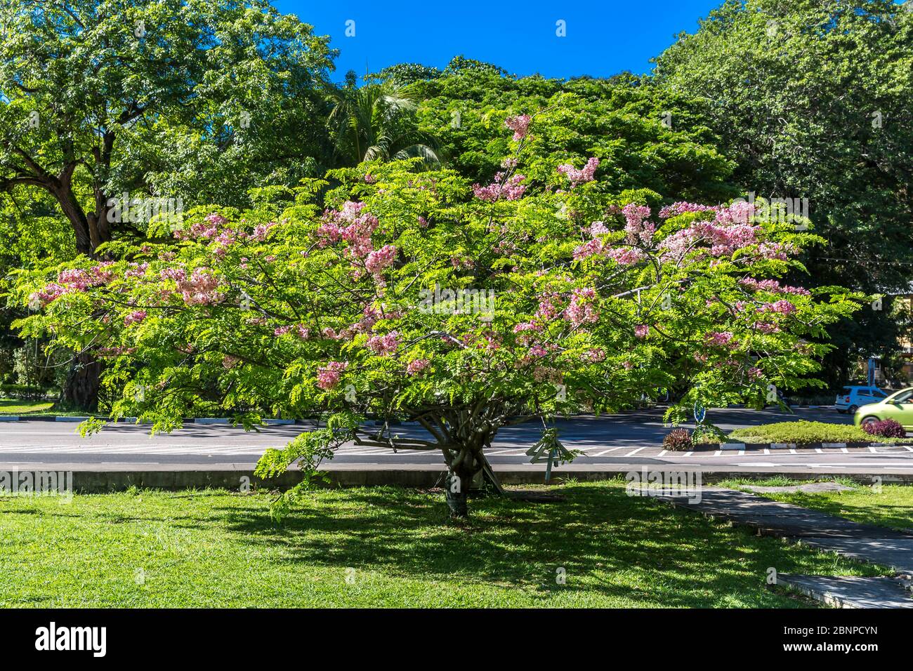 Java cassia hi-res stock photography and images - Alamy