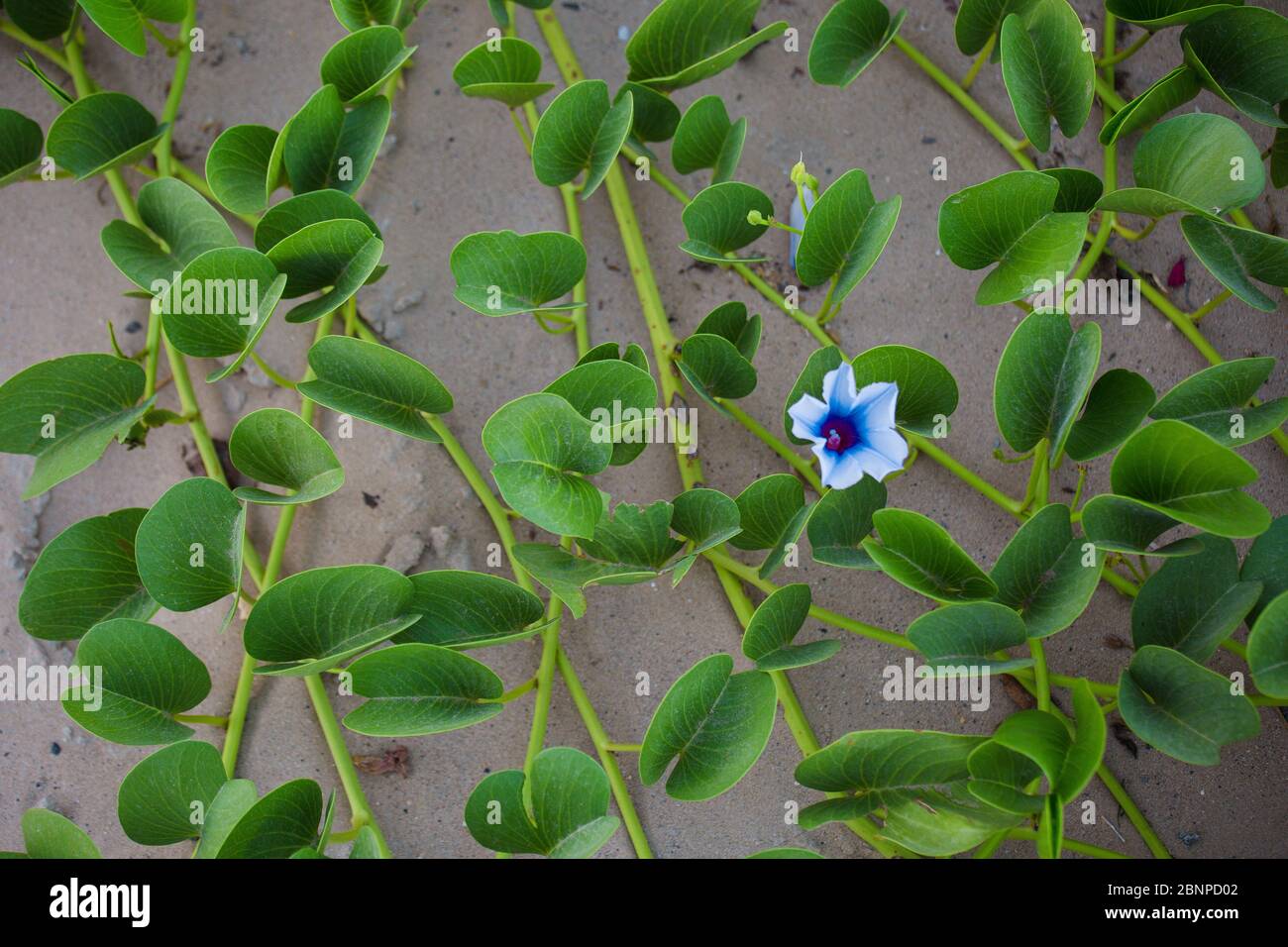 long growth on the sand growing blue flower Stock Photo - Alamy