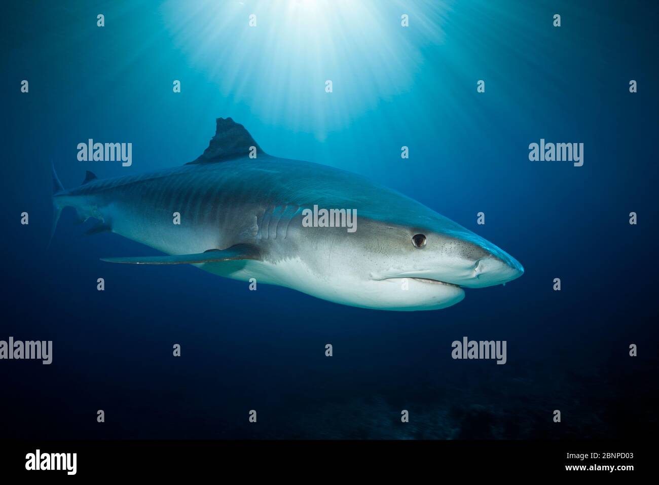Tiger Shark, Galeocerdo cuvier, Moorea, French Polynesia Stock Photo ...