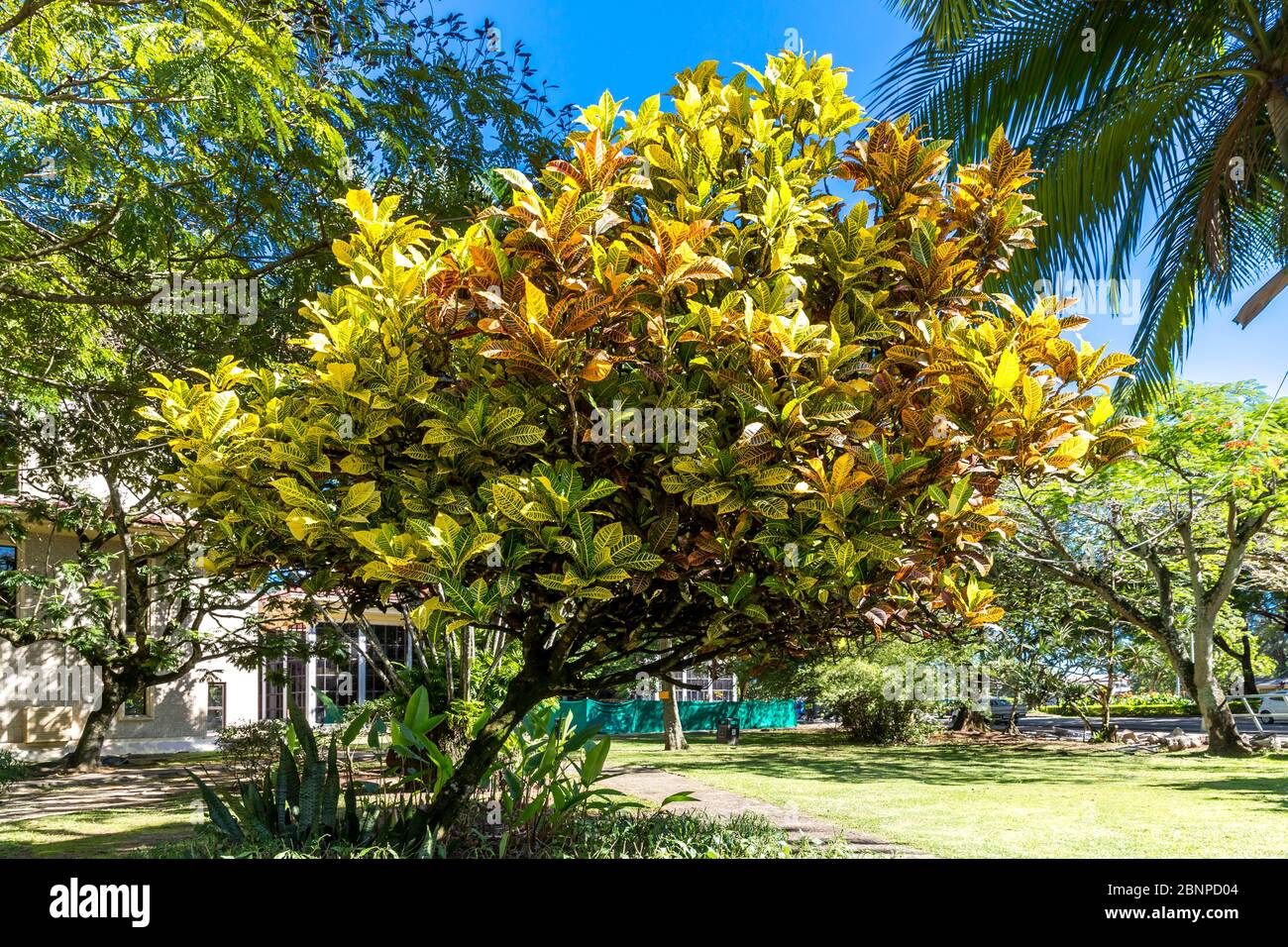 Croton Tree, (Codiaeum variegatum), City Park, Victoria, Mahe Island ...
