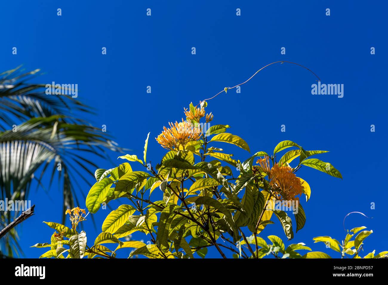 Ixora gold fire hi-res stock photography and images - Alamy