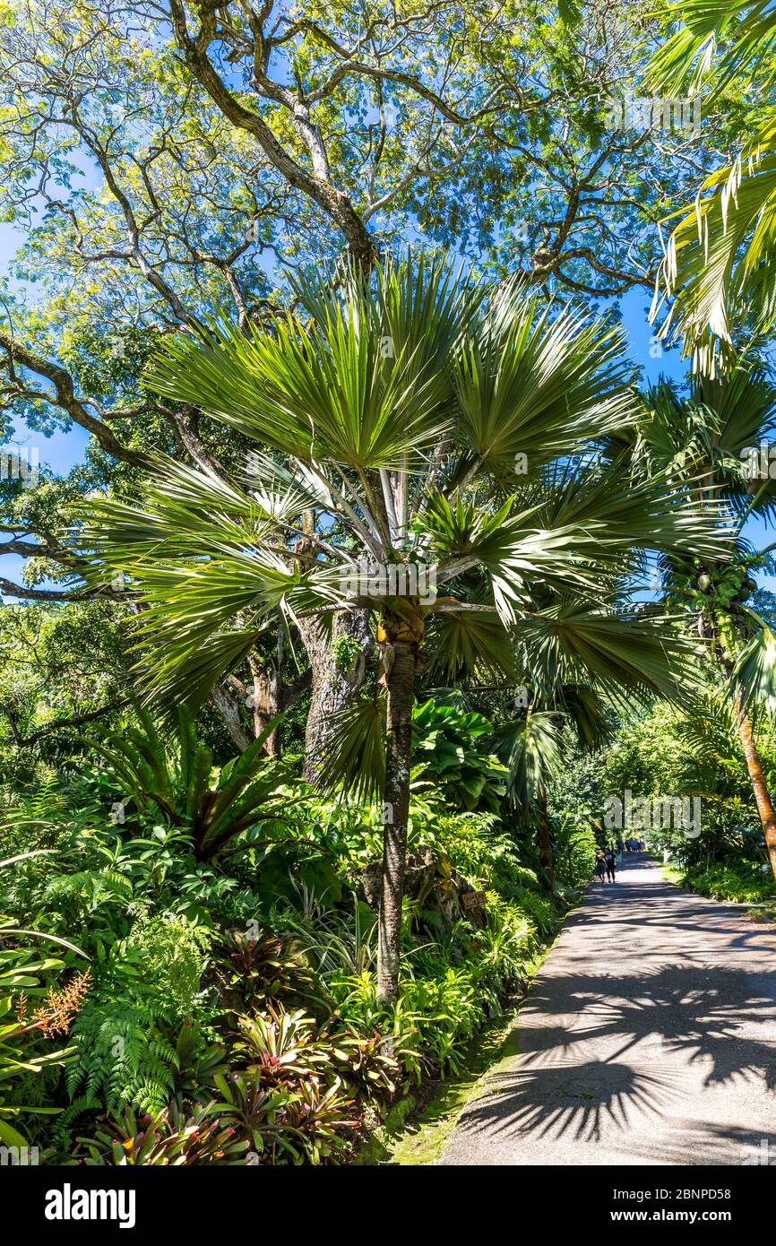 Botanical Garden, Victoria, Mahe Island, Seychelles, Indian Ocean ...