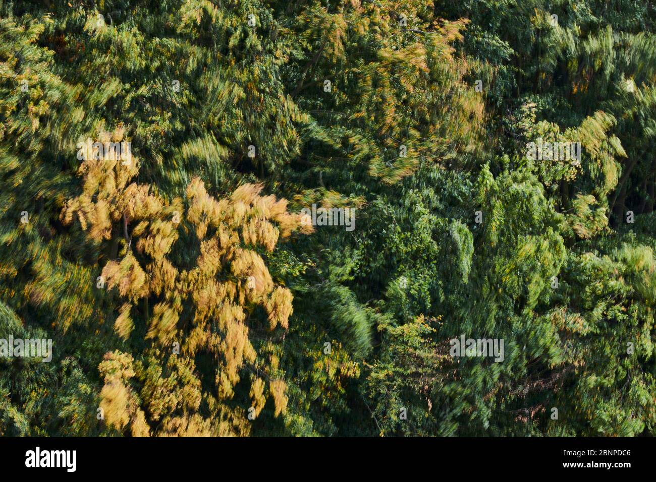 Dynamic forest movement hi-res stock photography and images - Alamy