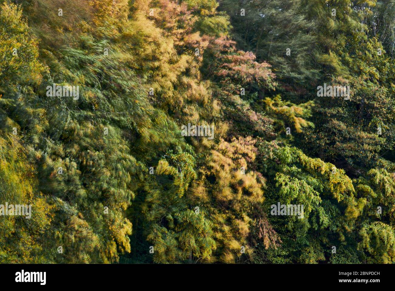 Dynamic forest movement hi-res stock photography and images - Alamy