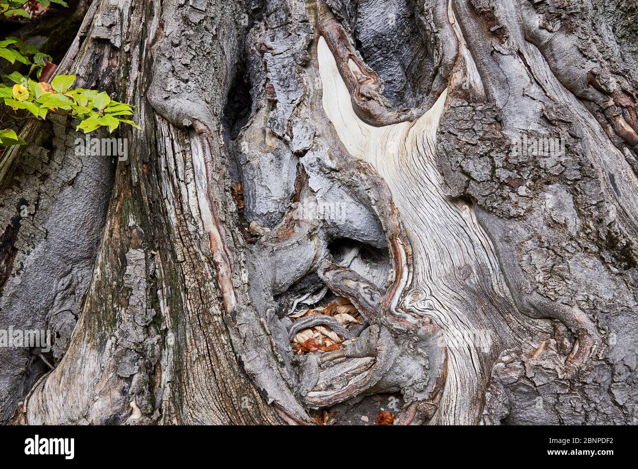 Beech, tree root, knotty Stock Photo - Alamy