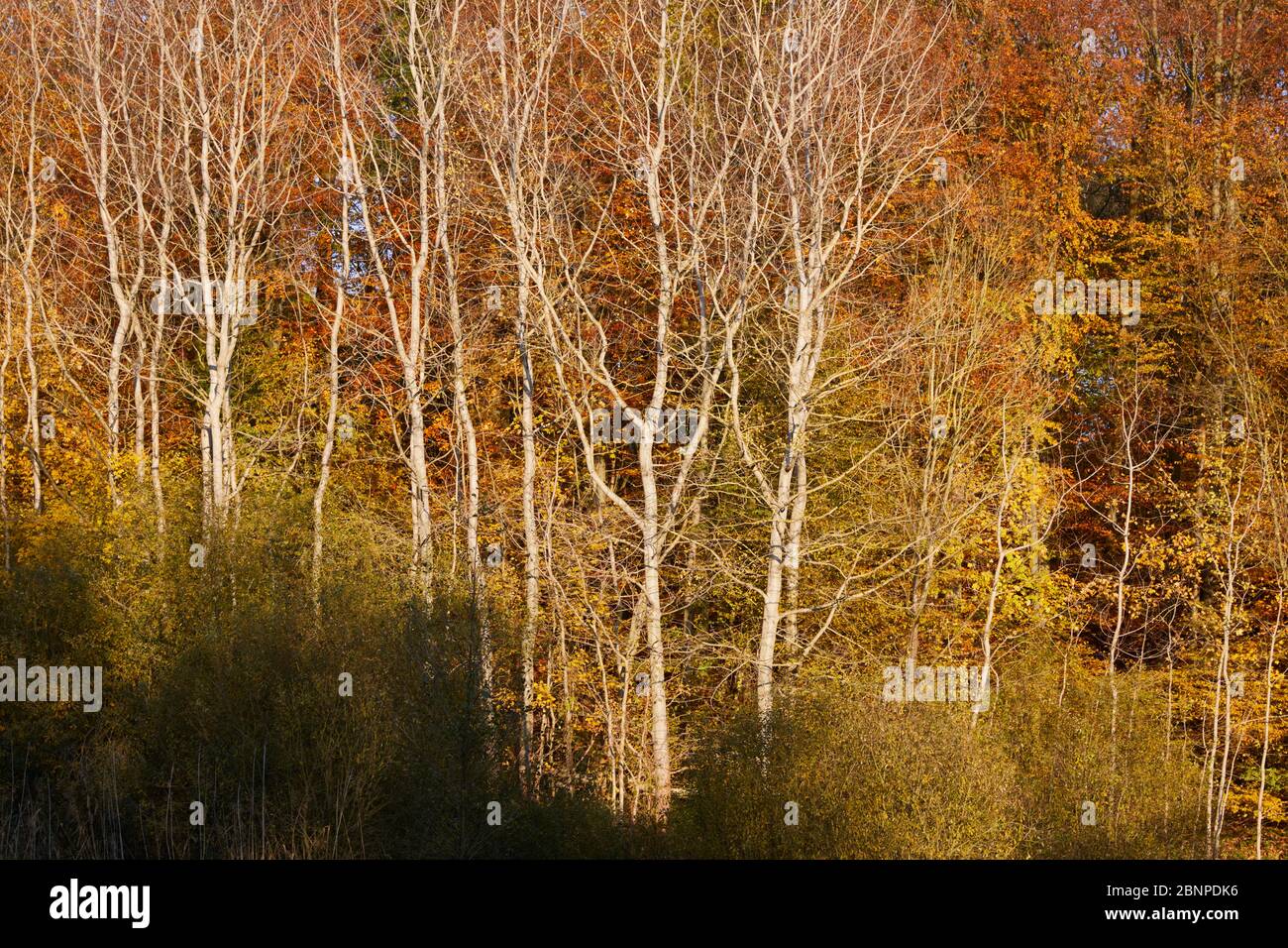 Germany, forest, autumn, foliage color Stock Photo - Alamy