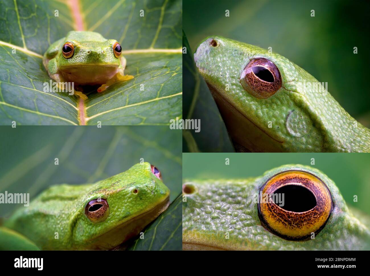 Collage of images of a tiny green frog only 15mm in length, captured in ...