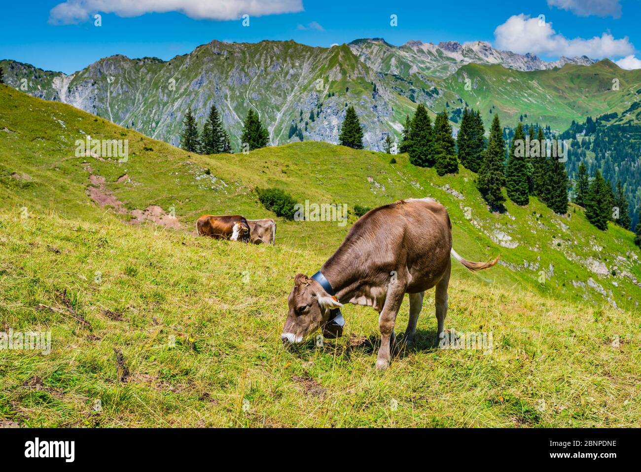 Hornless hi-res stock photography and images - Alamy
