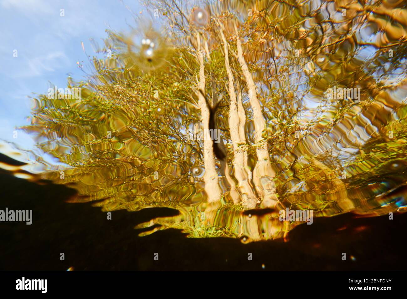 Lake, water, looking up Stock Photo - Alamy