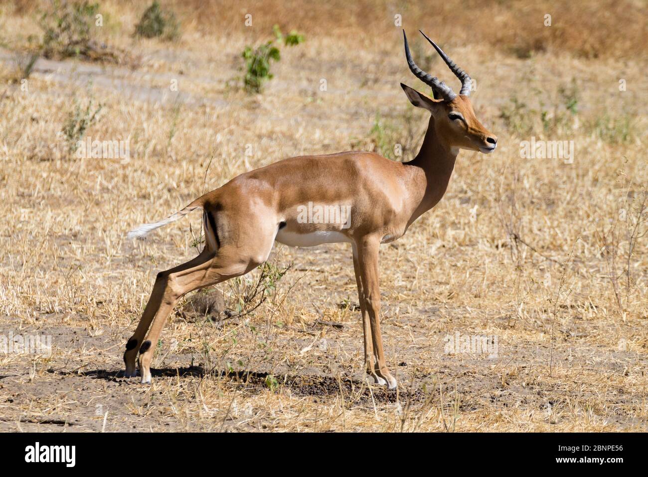 African safari. Impala close up, Tarangire National Park, Tanzania ...
