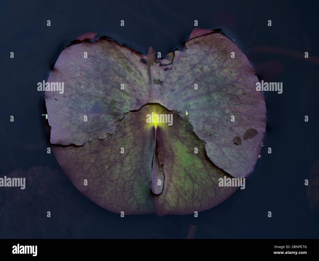Water lily pad hi-res stock photography and images - Alamy