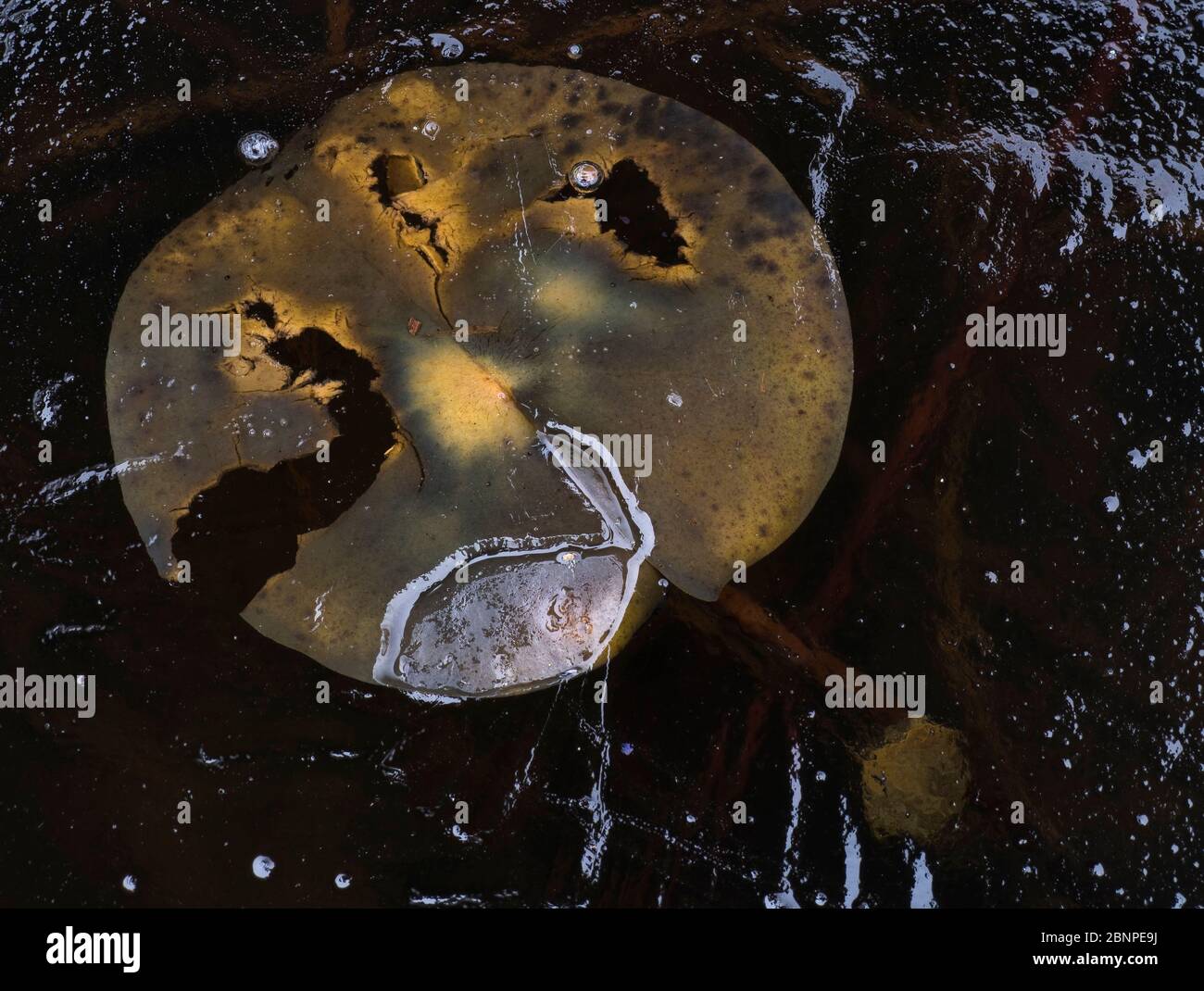 Lily pad ice hi-res stock photography and images - Alamy