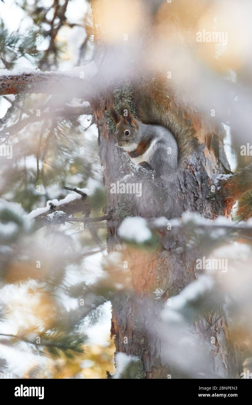 Red squirrel, Sciurus vulgaris, Sciurus vulgaris varius, Finland ...