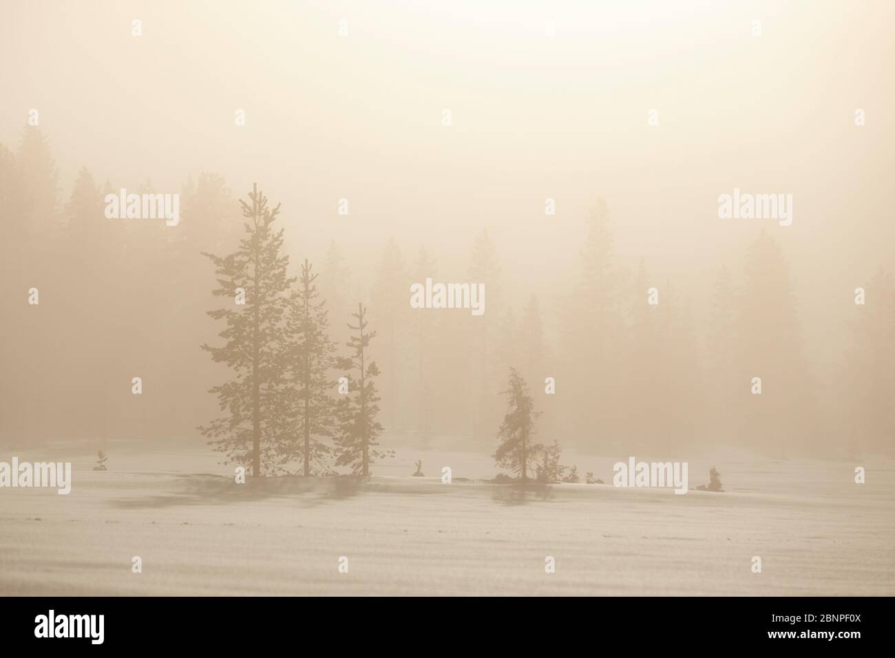 Pines in lapland hi-res stock photography and images - Alamy