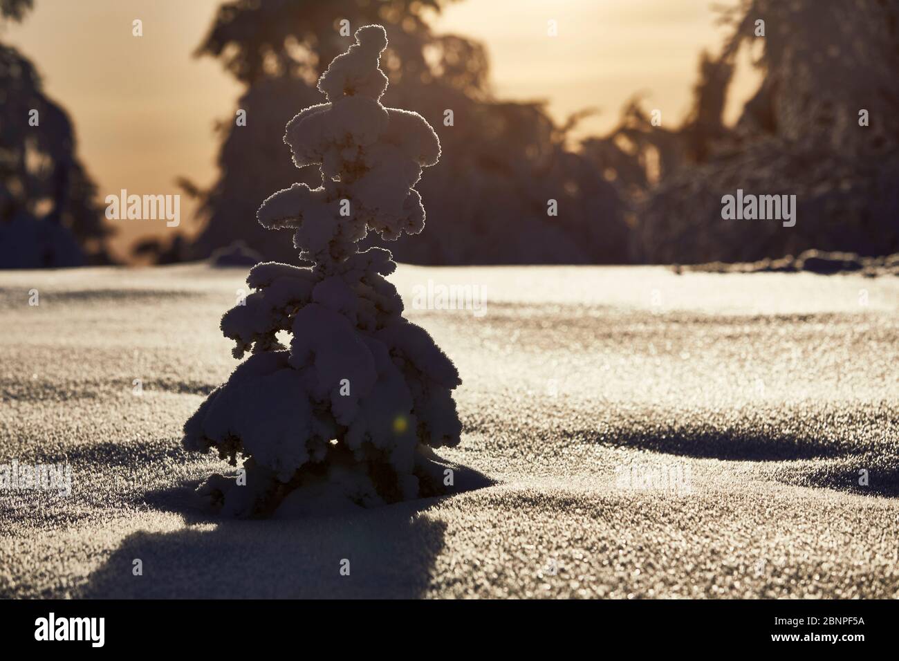 Finland, Lapland, winter, tree Stock Photo - Alamy