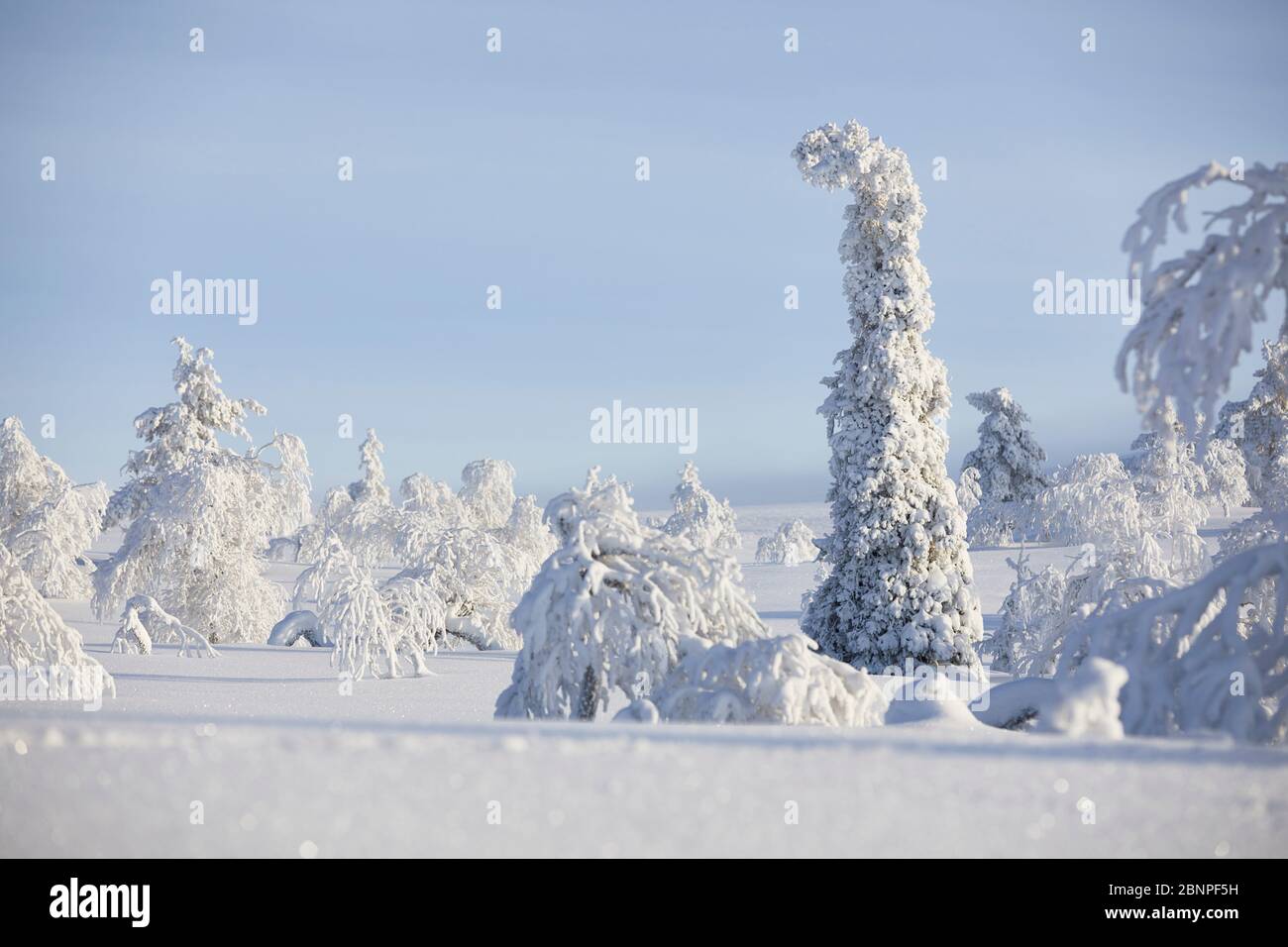 Finland, Lapland, winter, tree Stock Photo - Alamy