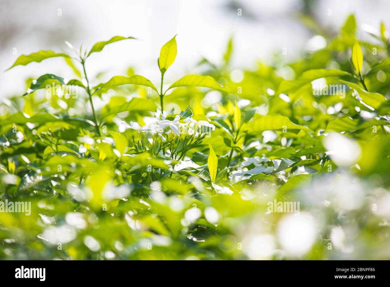 Abstract Nature Background of a Garden Hedge Stock Photo - Alamy