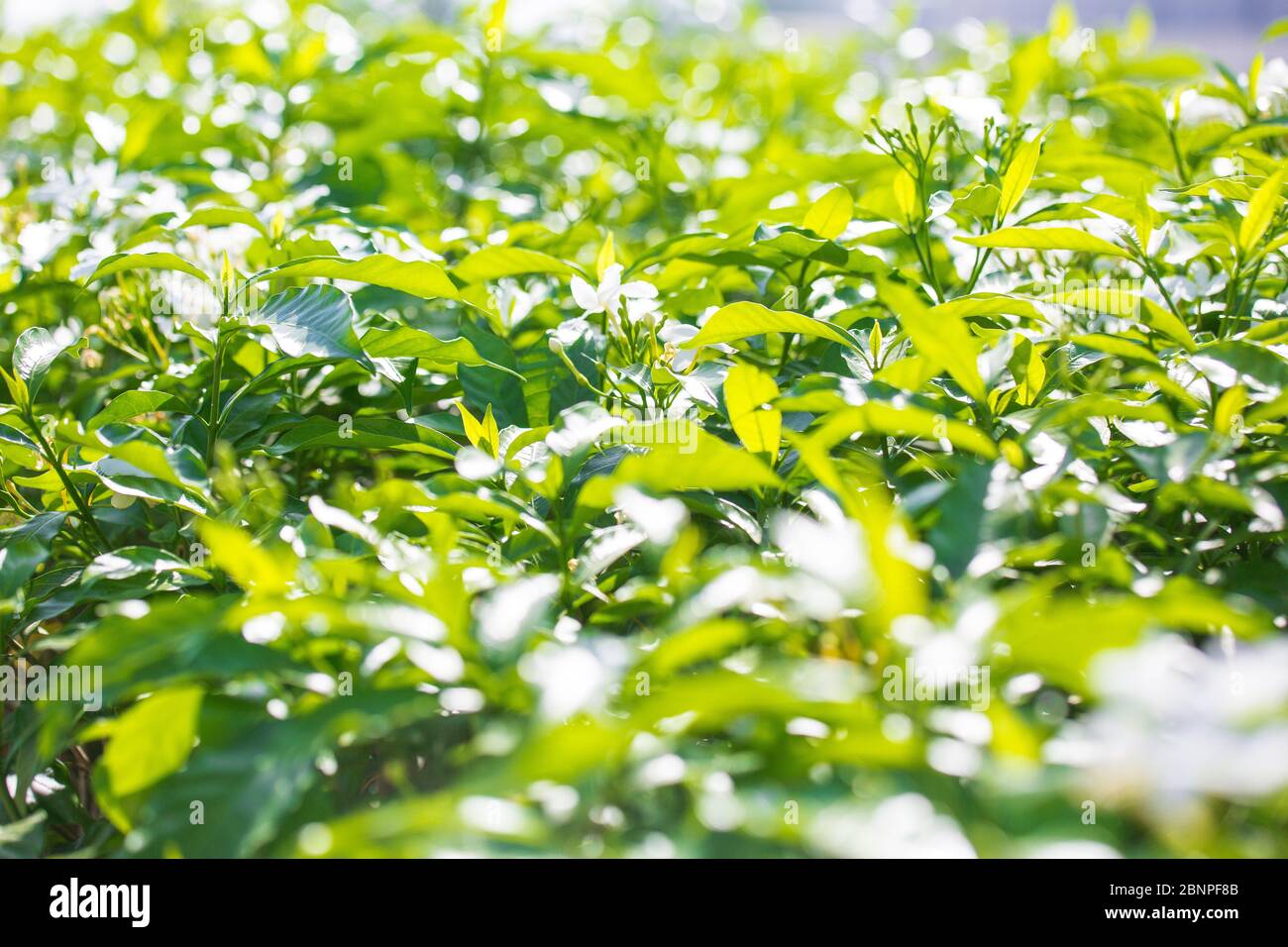 Abstract Nature Background of a Garden Hedge Stock Photo - Alamy