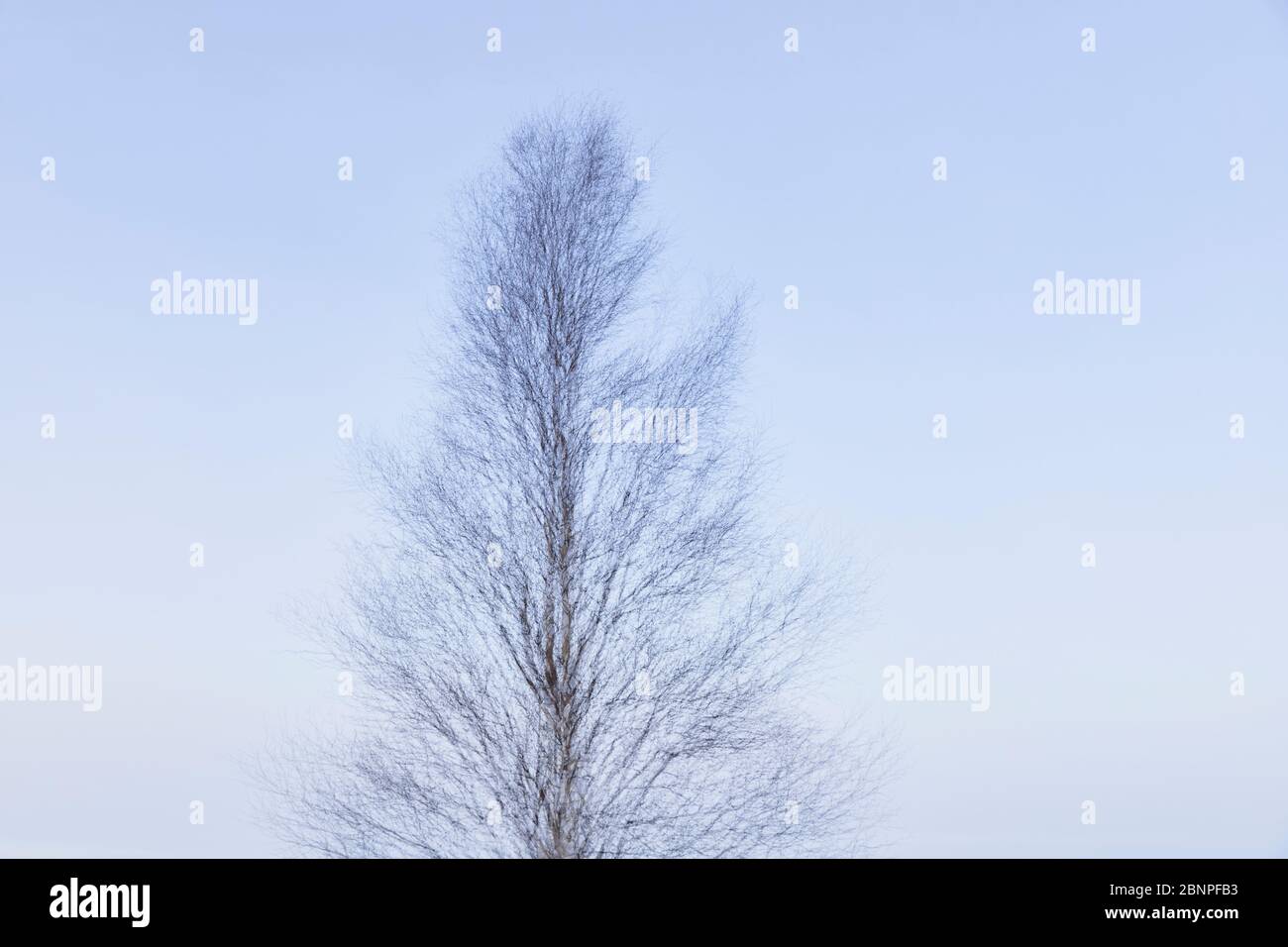 Finland, Lapland, Winter, Tree, Multiple Exposure Stock Photo - Alamy