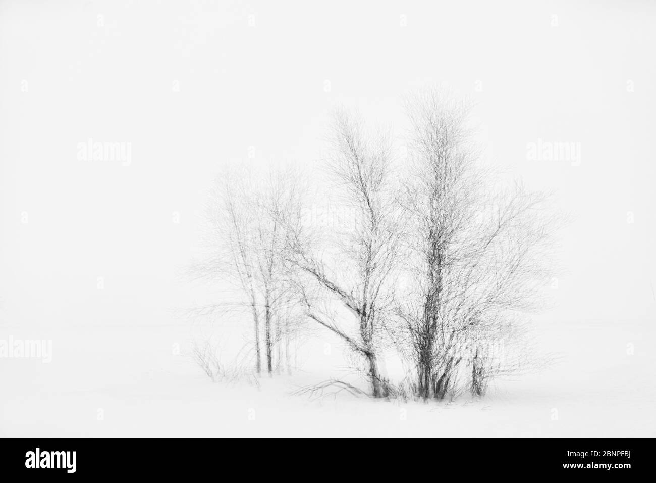 Finland, Lapland, Winter, Tree, Multiple Exposure Stock Photo - Alamy