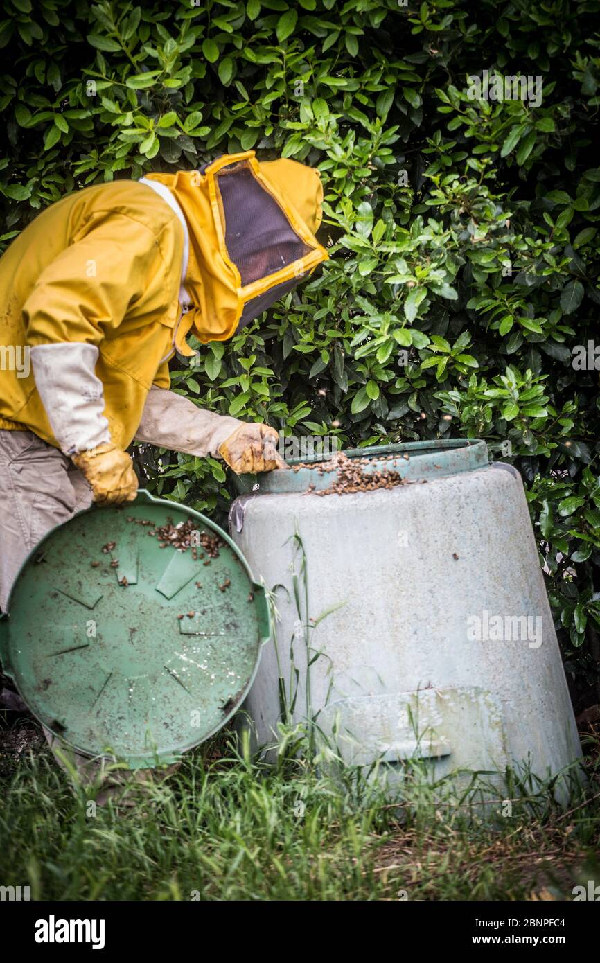 Bees taken by the beekeeper Stock Photo - Alamy