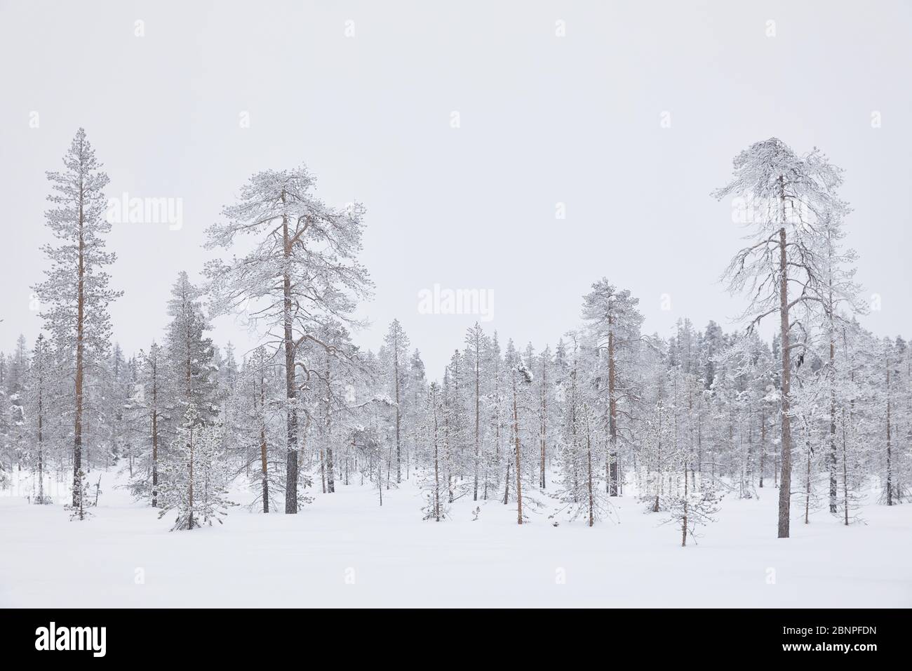 Finland, Lapland, winter, trees, bog Stock Photo - Alamy