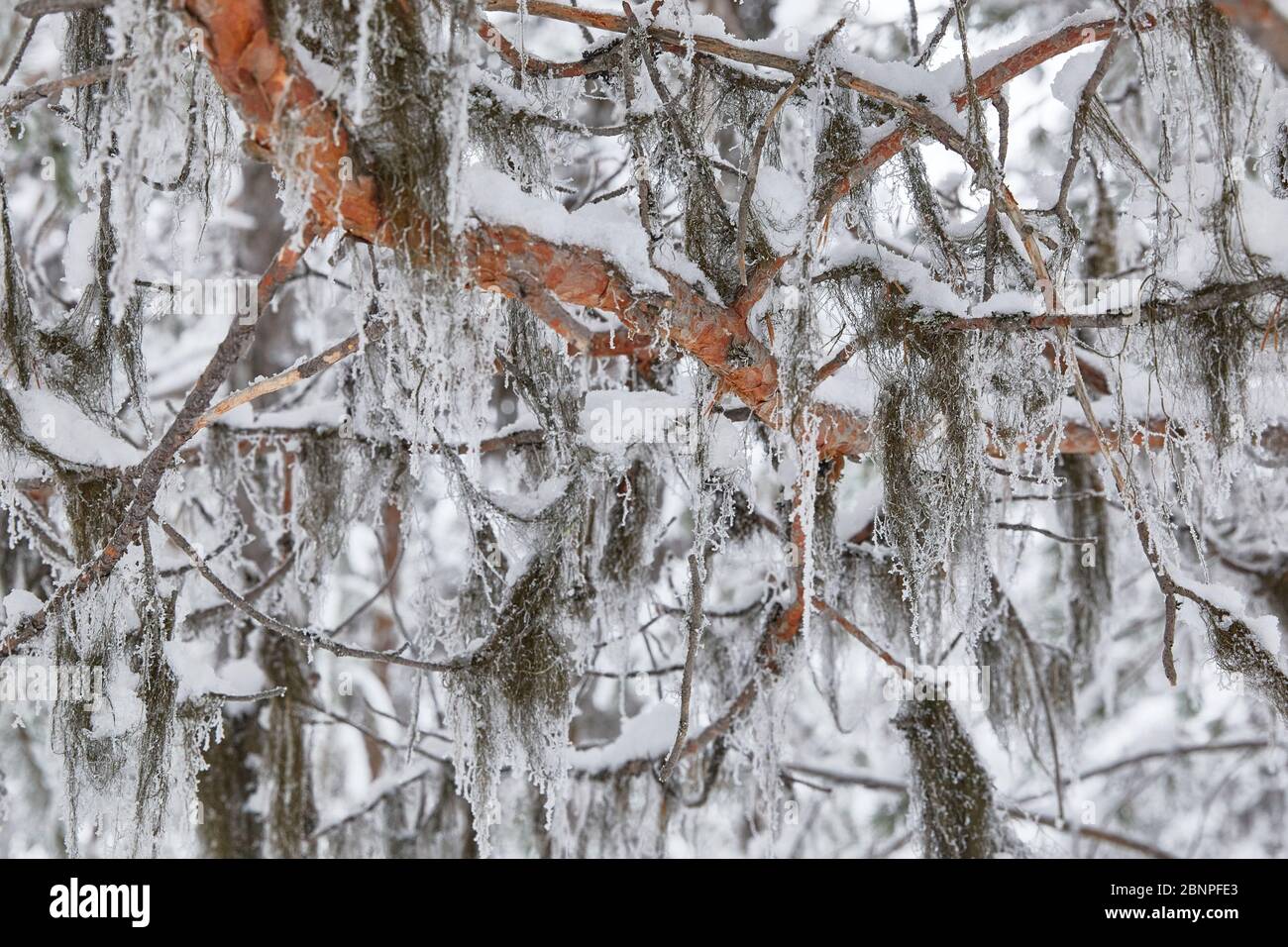 Finland, Lapland, winter, lichen Stock Photo - Alamy
