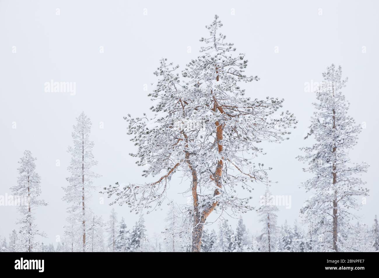 Pines in lapland hi-res stock photography and images - Alamy