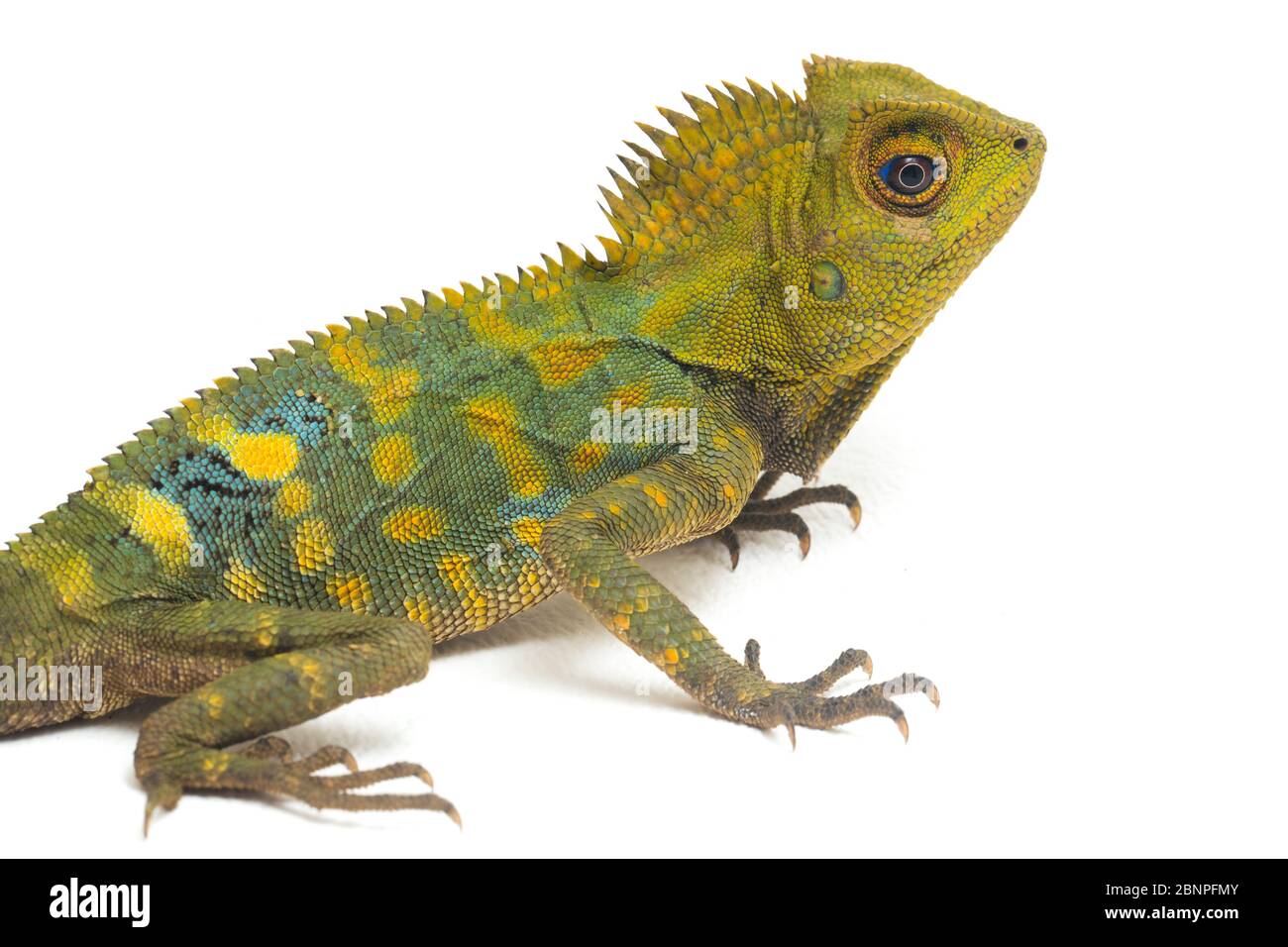 Chameleon forest dragon / Gonocephalus chamaeleontinus isolated on ...