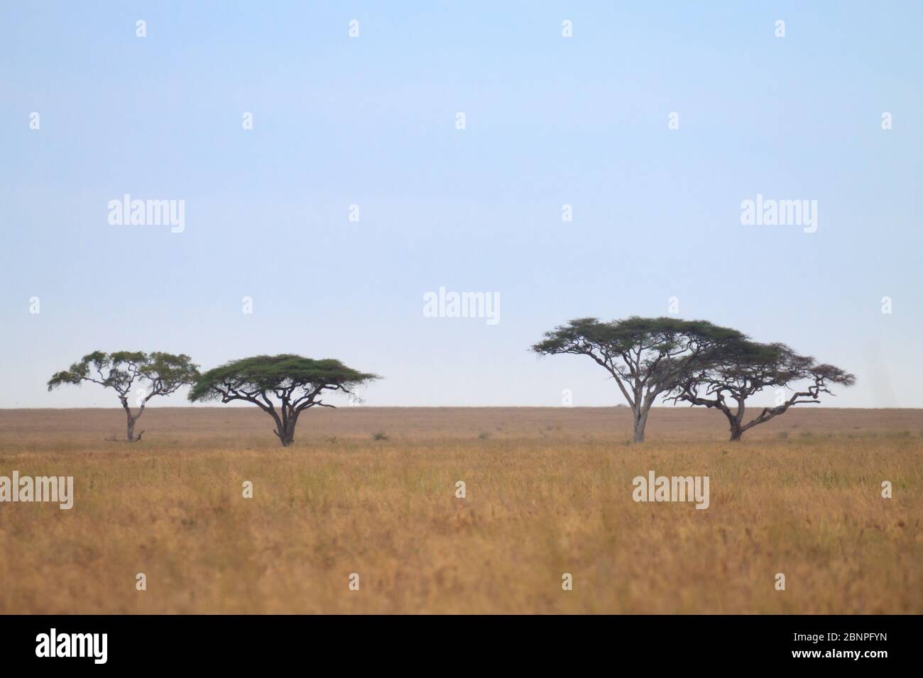 Serengeti National Park landscape, Tanzania, Africa. African panorama ...