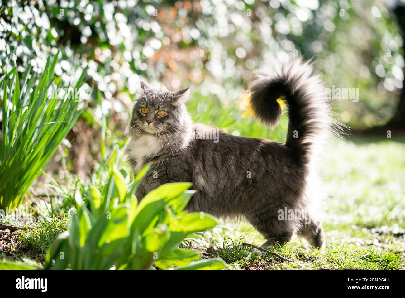 blue tabby maine coon cat with fluffy tail in sunlight Stock Photo - Alamy