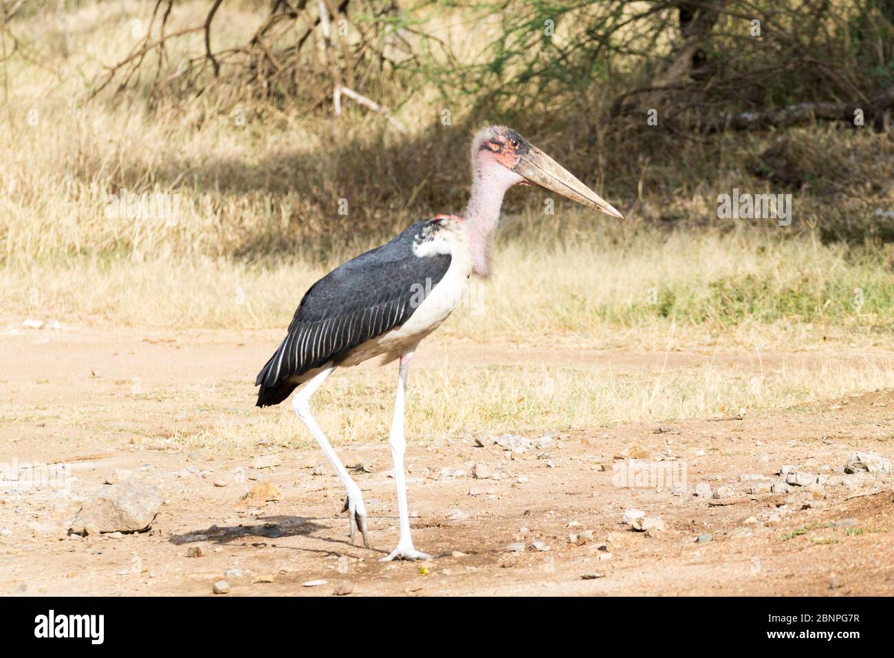 Marabou stork close up. Serengeti National Park, Tanzania, Africa ...