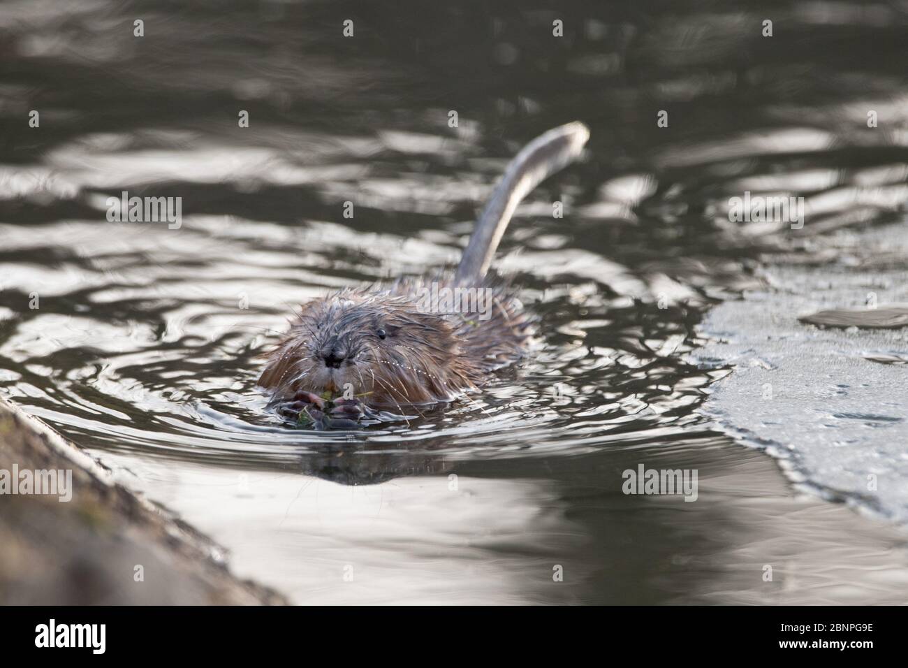 Muskrat root hi-res stock photography and images - Alamy