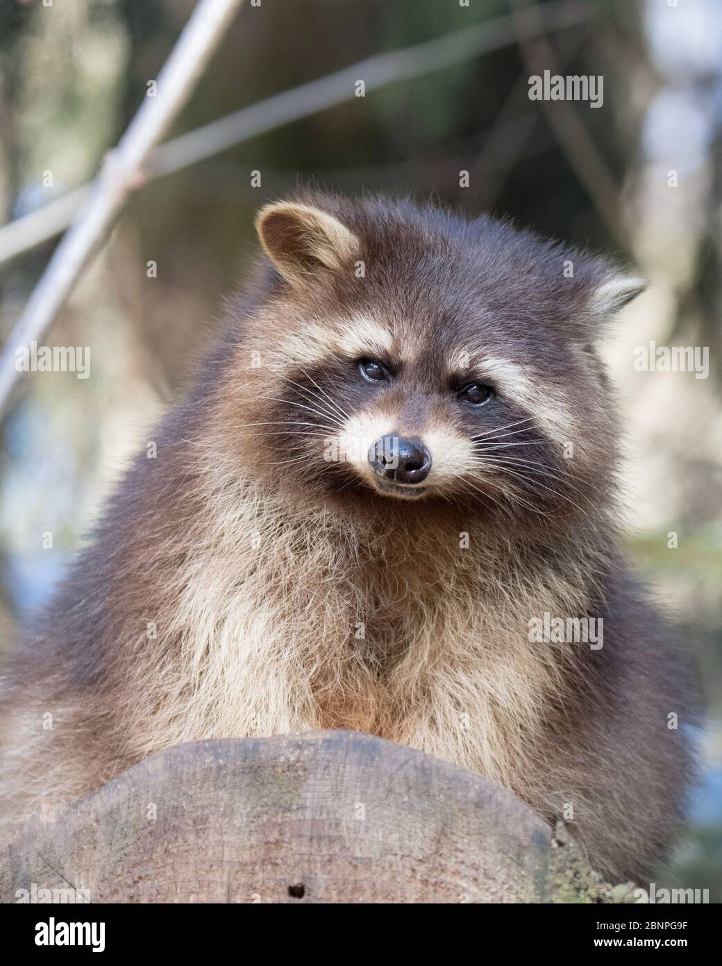 Raccoon on the tree hi-res stock photography and images - Alamy