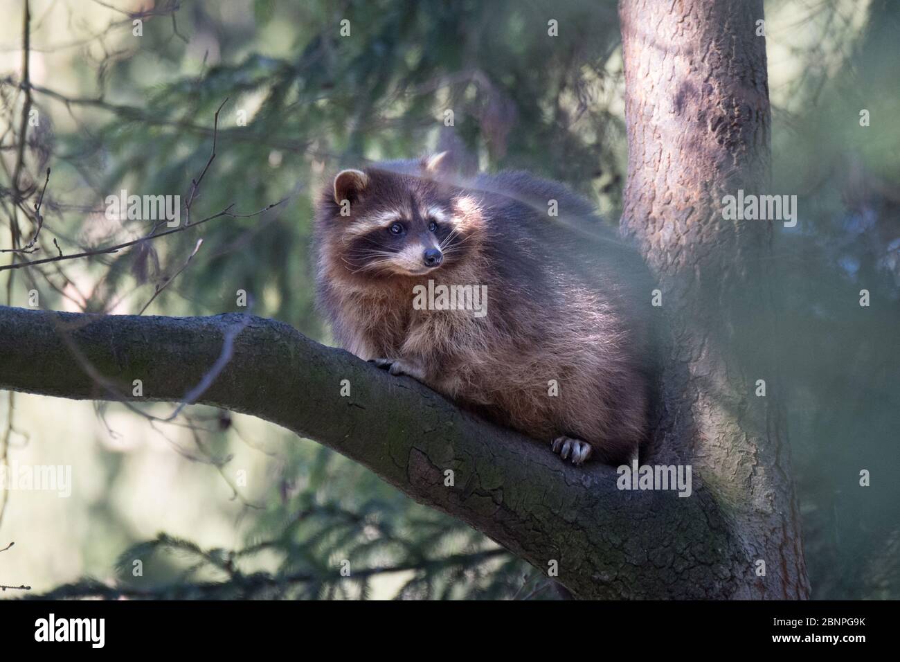 Raccoon on the tree hi-res stock photography and images - Alamy