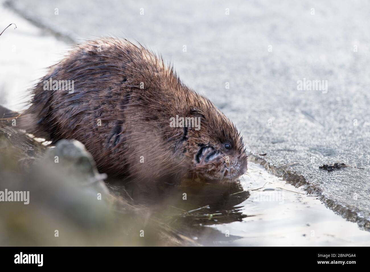 Muskrat Root High Resolution Stock Photography and Images - Alamy
