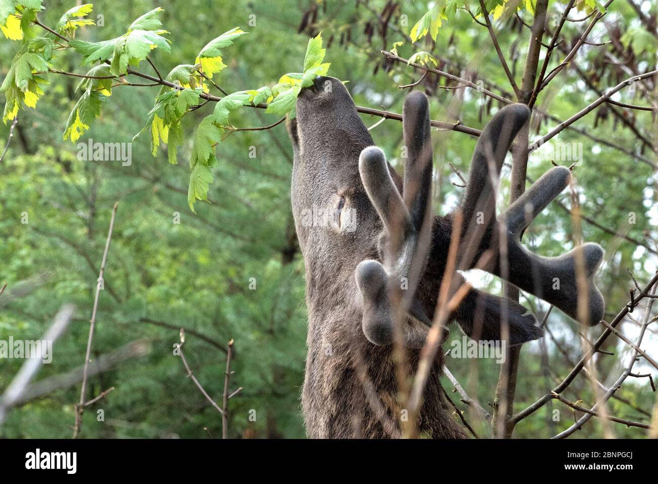 Deer in the spring Stock Photo - Alamy