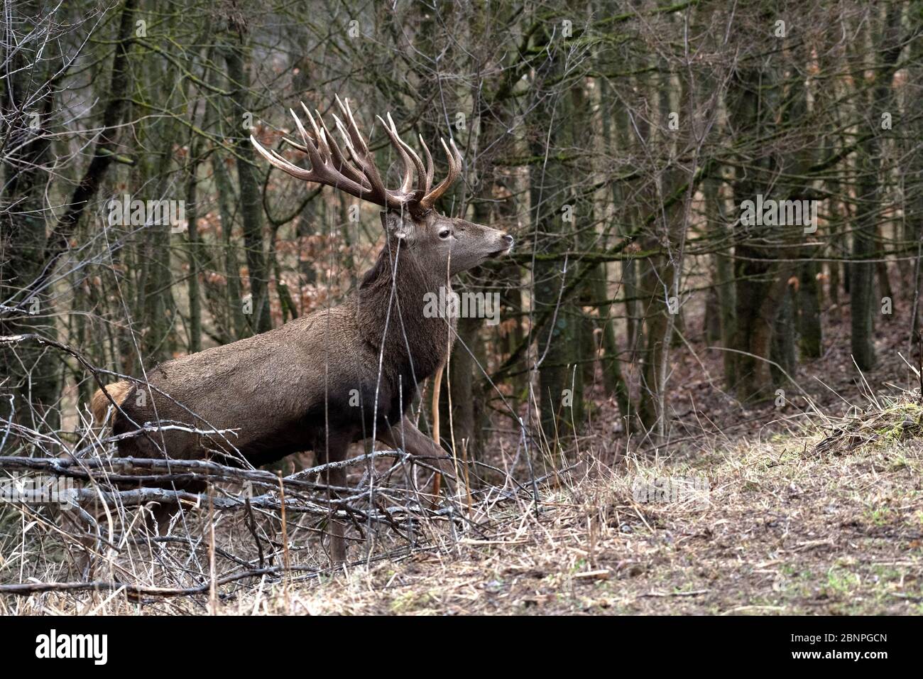 Deer in the spring Stock Photo - Alamy
