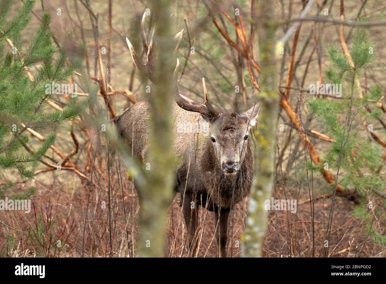 Red deer with only one antler rod towards the end of winter Stock Photo ...