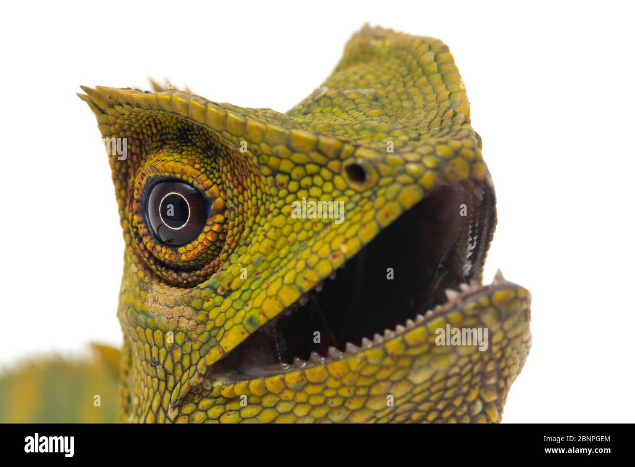 Chameleon forest dragon / Gonocephalus chamaeleontinus isolated on ...