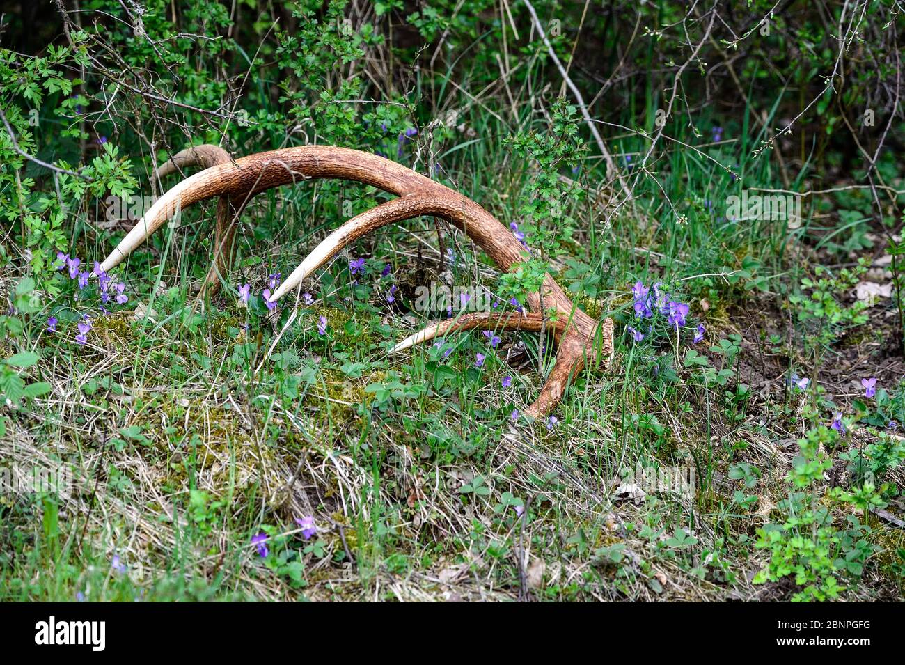 Antler stick hi-res stock photography and images - Alamy
