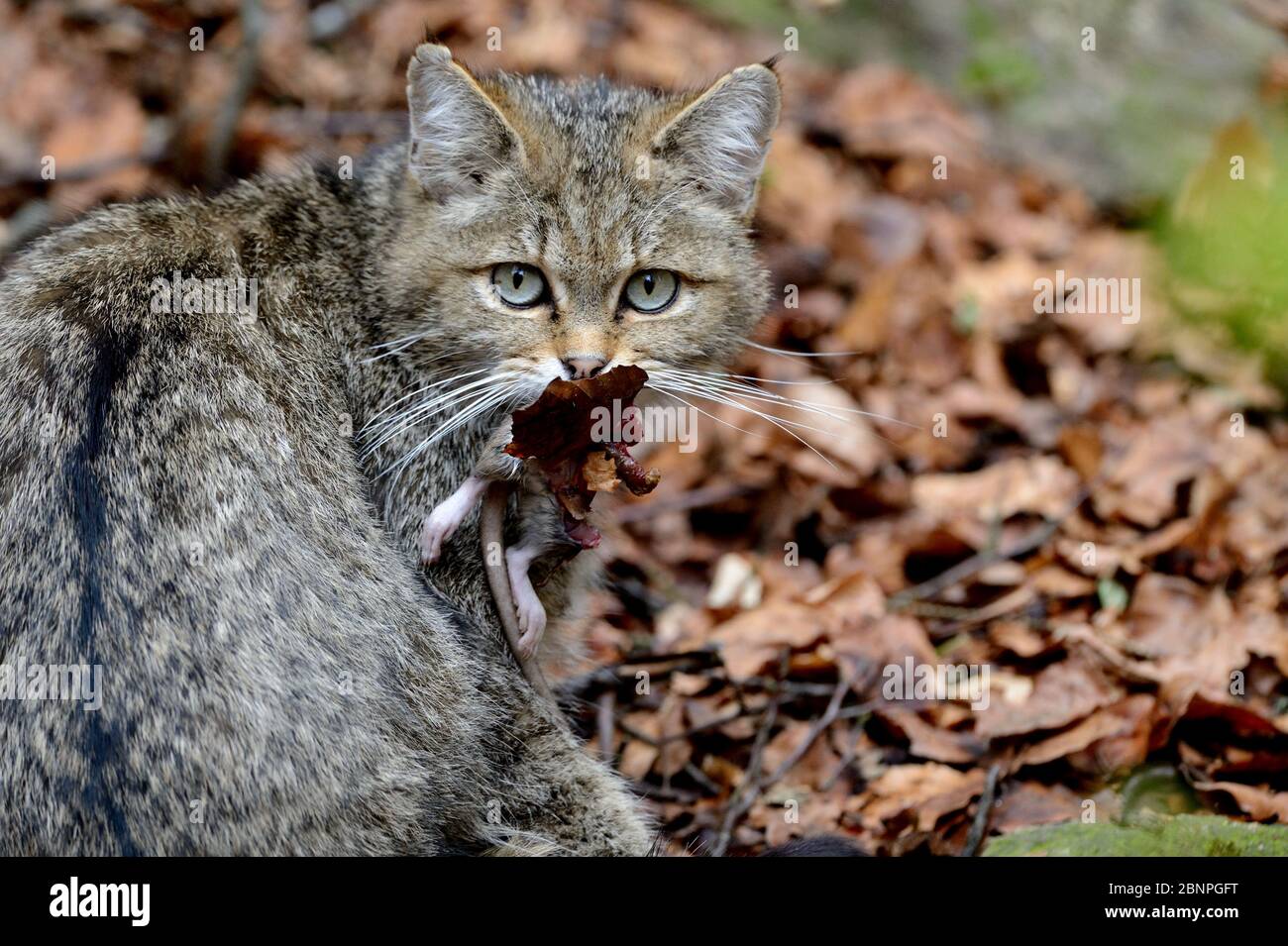 Wildcat with prey Stock Photo - Alamy