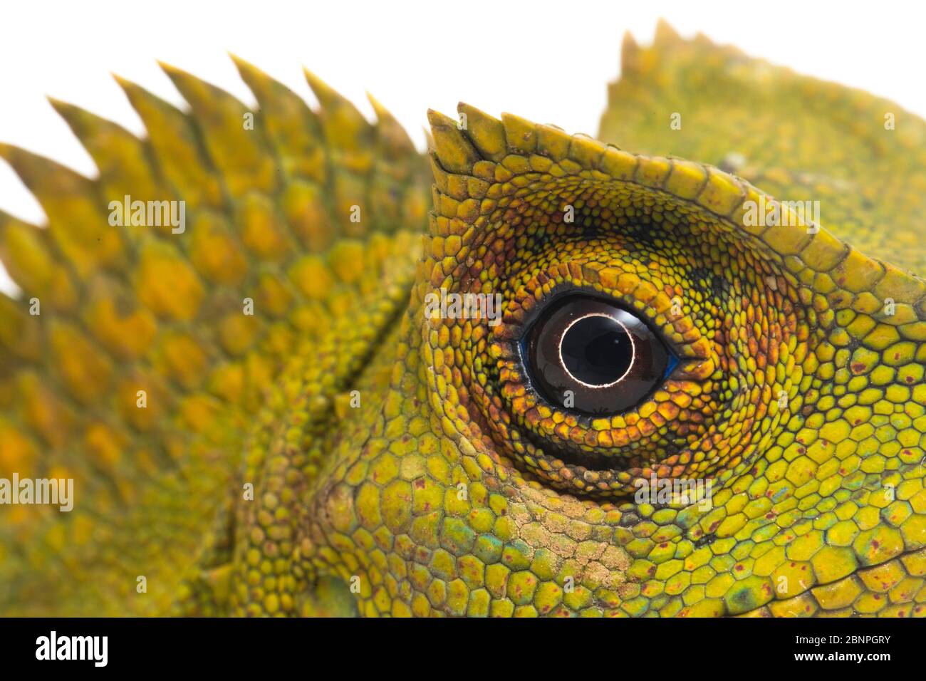Chameleon forest dragon / Gonocephalus chamaeleontinus isolated on ...