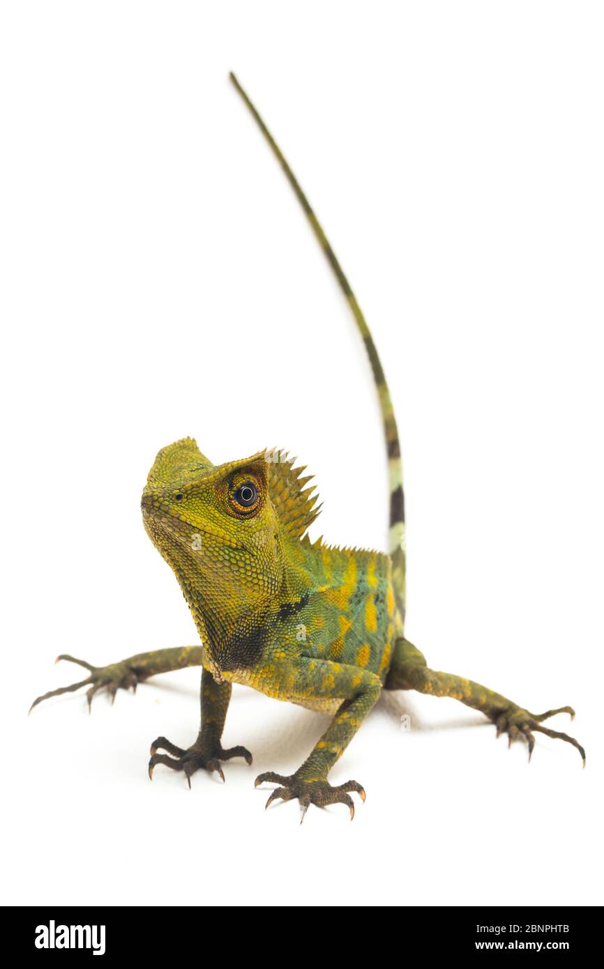 Chameleon forest dragon / Gonocephalus chamaeleontinus isolated on ...