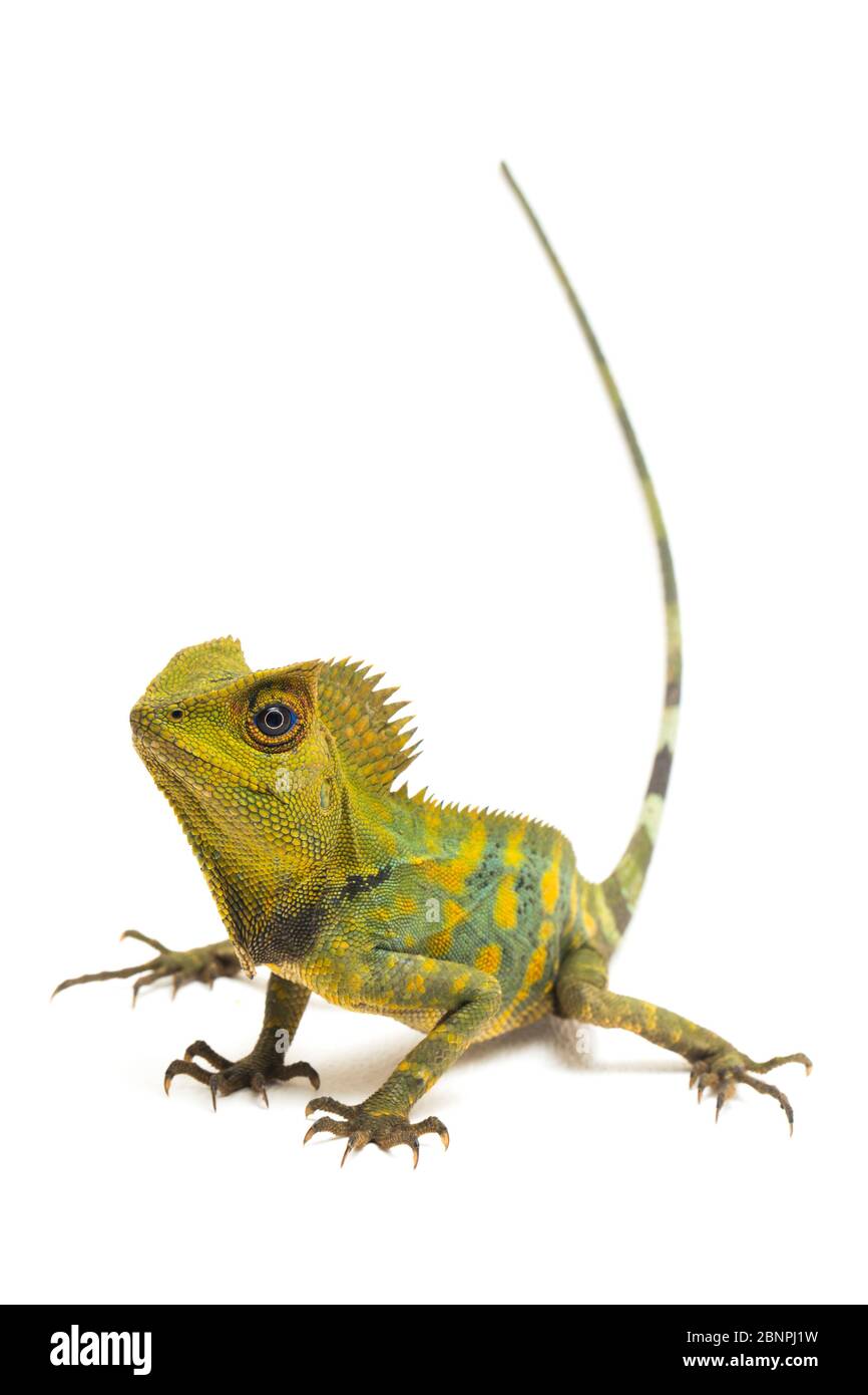 Chameleon forest dragon / Gonocephalus chamaeleontinus isolated on ...